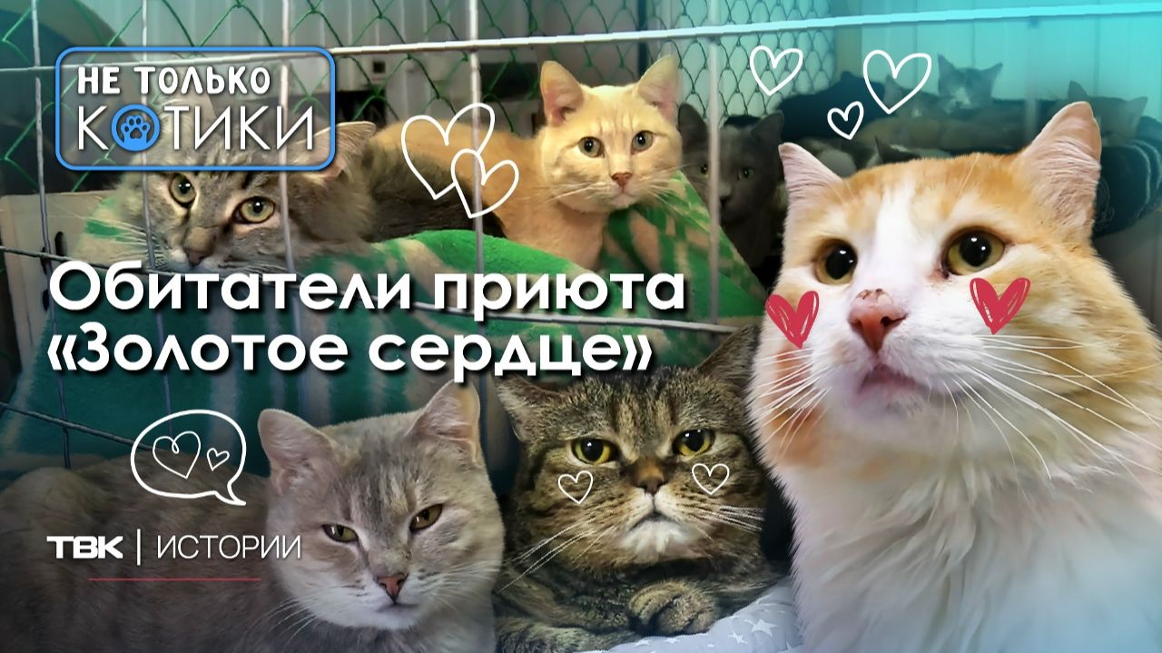 Обитатели приюта «Золотое сердце» / «Не только котики»