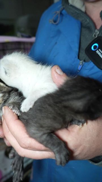 Пасхальные котята: трое малышей ищут дом! 😻#котята #кошка
