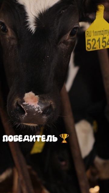 Битва телят-моделей! 🐮✨