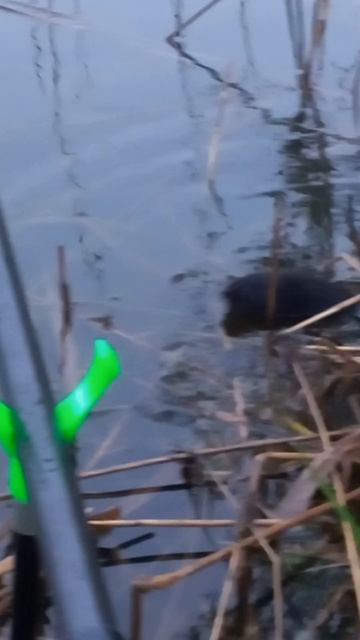 Приплыл знакомиться, встречи на рыбалке