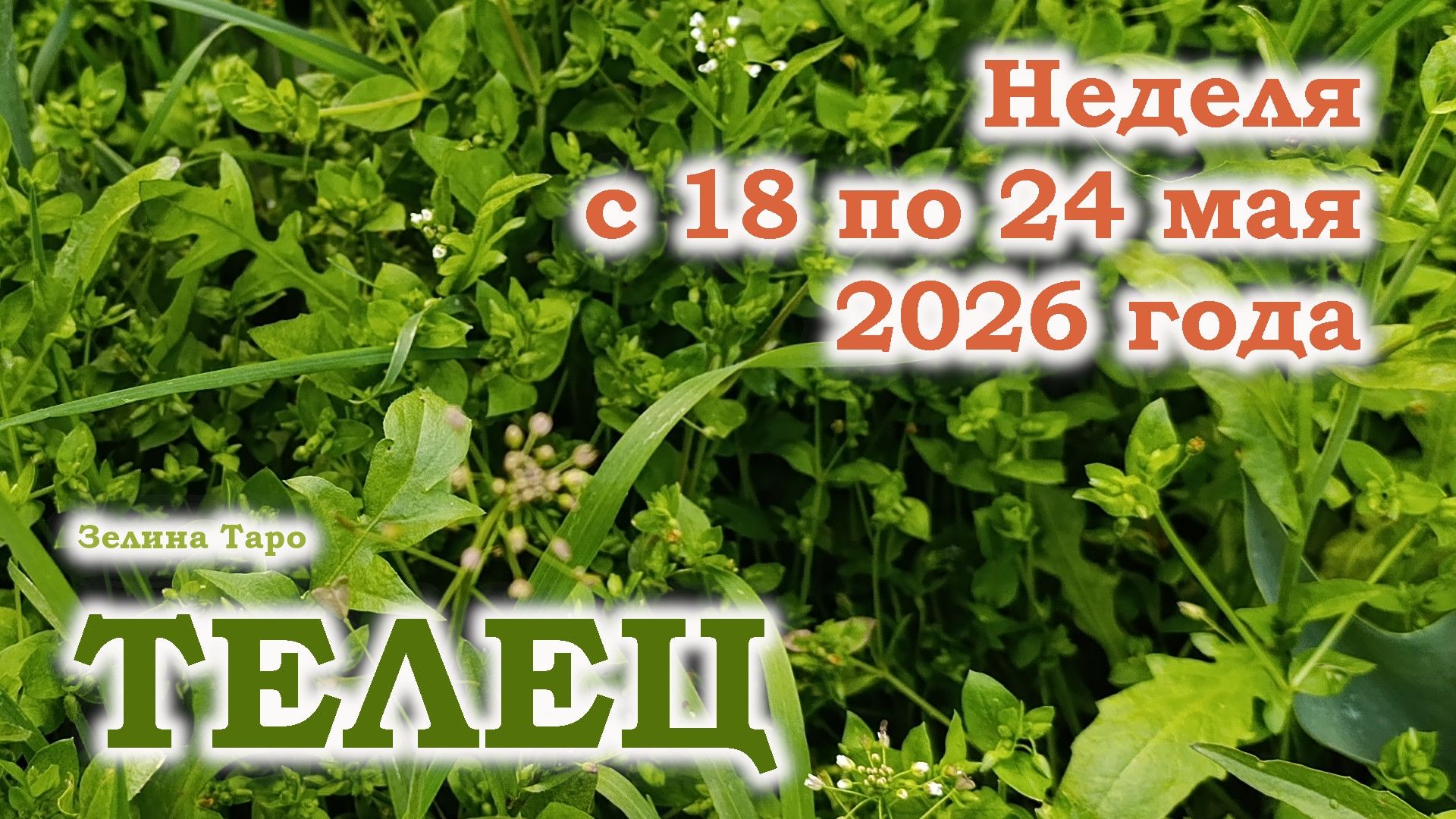 ТЕЛЕЦ | ТАРО прогноз на неделю с 18 по 24 мая 2026 года