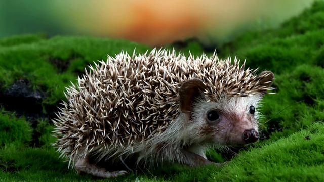 Развивающие мультики про животных для детей Кто живет в лесу Учим животных Лесные животные