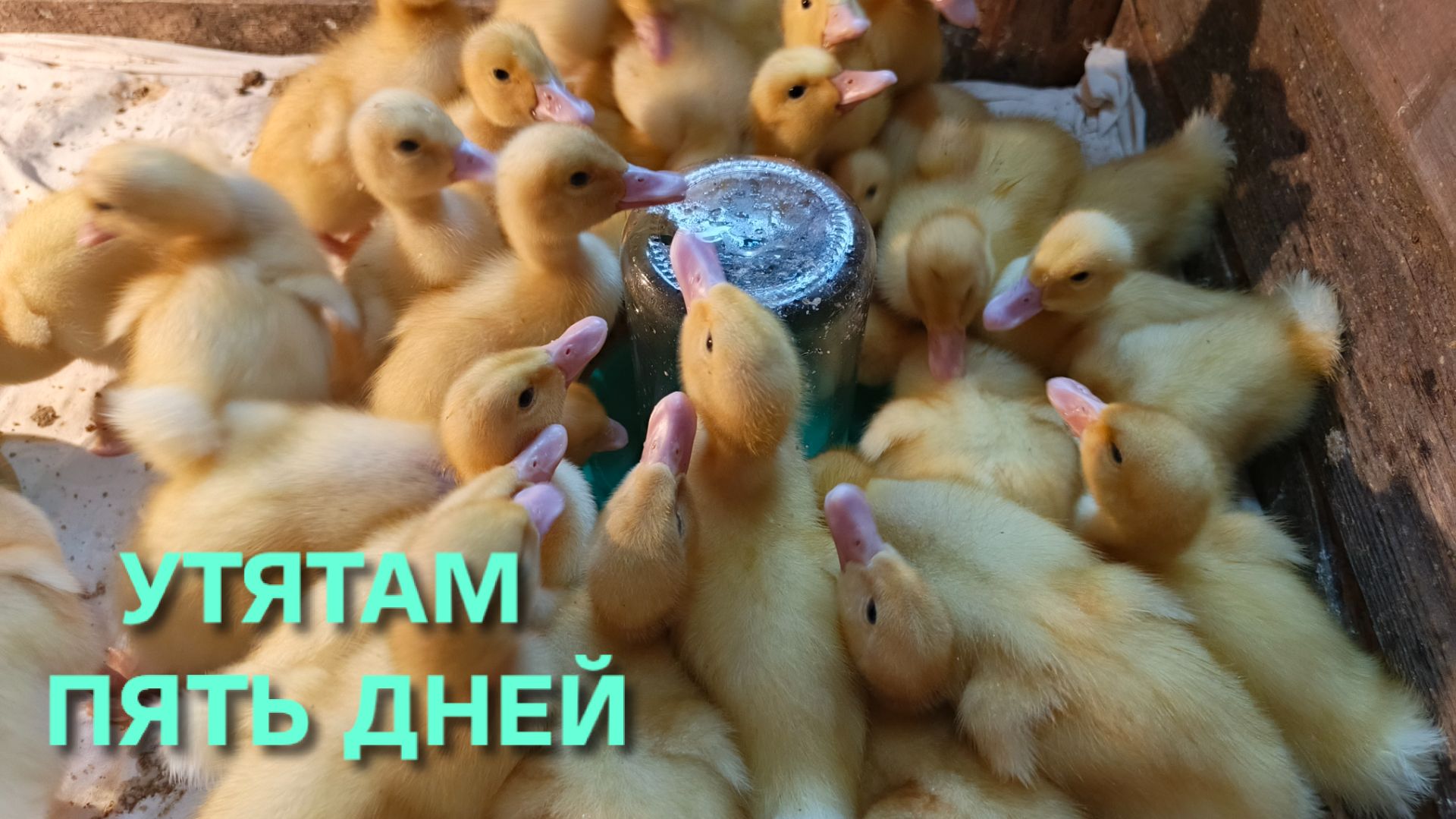 Сельская жизнь Утята стар 53 семь дней Пора выпускать на улицу