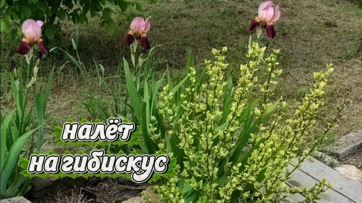 А говорят, бабки коробки прожорливые 🤔
