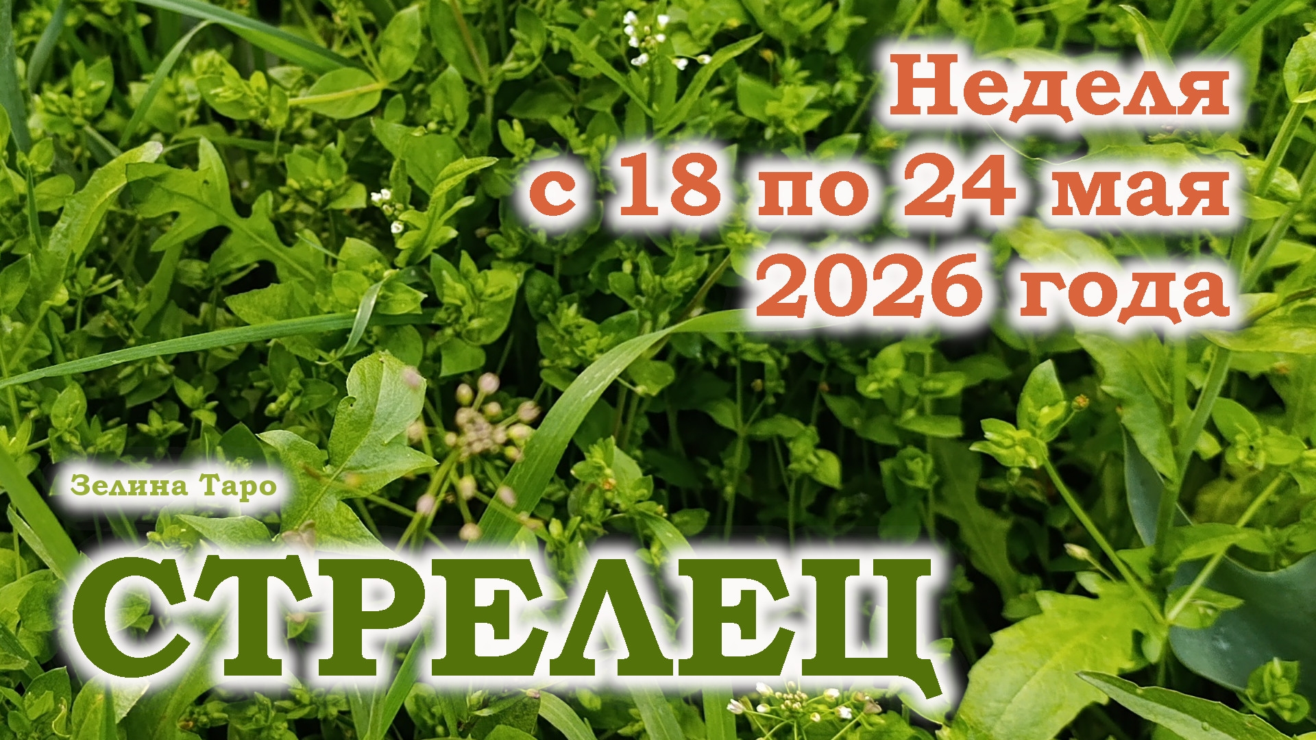 СТРЕЛЕЦ | ТАРО прогноз на неделю с 18 по 24 мая 2026 года