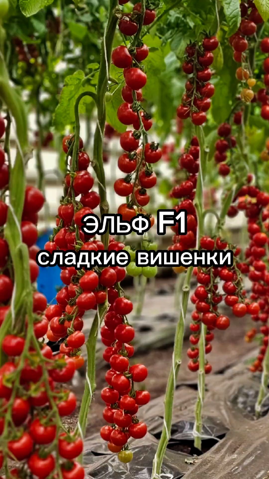 Урожайные черри томаты для выращивания в теплице!