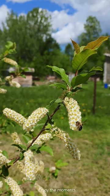 Нежность весны