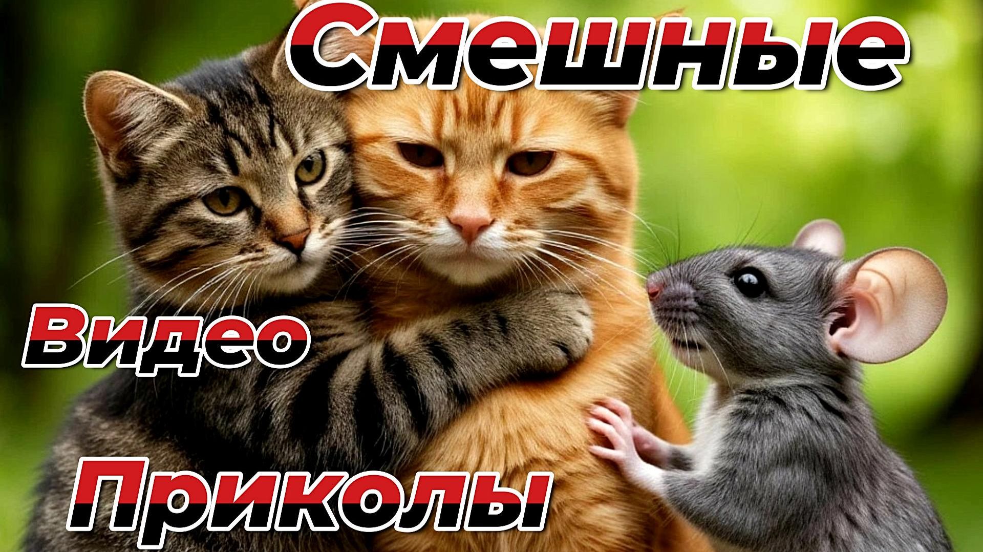 Смешные видео приколы|Коты и собаки