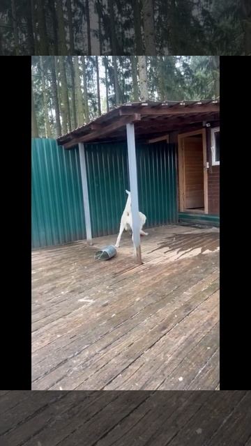 Быстрее ветра медвежонок САО Барс 🔎🏠❗Пост в описании  🎥 #собака #сао #алабай #друг #охрана