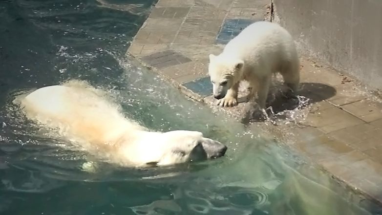 Мама Герда прыгнула в воду и поплыла, а Умка только наполовину окунулся.