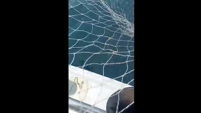 Сима на троллинговую блесну Assist №106 Mr. Musurok 🔥