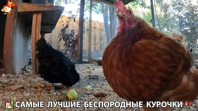 Цыплята и Курочки селяночки лучшие беспородные несушки 🥚 (476)