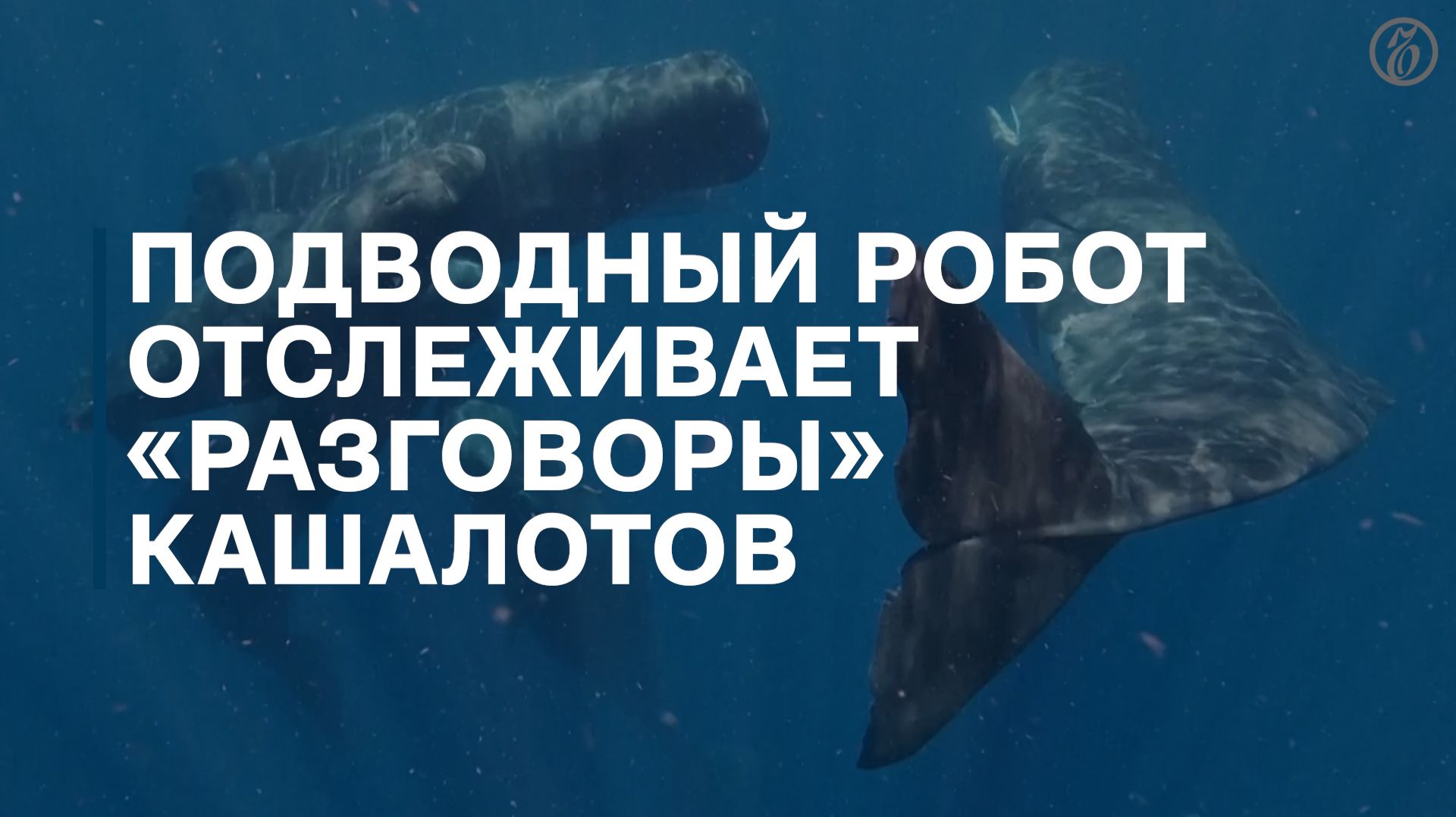 Подводный робот отслеживает «разговоры» кашалотов
