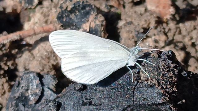Белянка (беляночка) горошковая (лат. Leptidea sinapis) — дневная бабочка