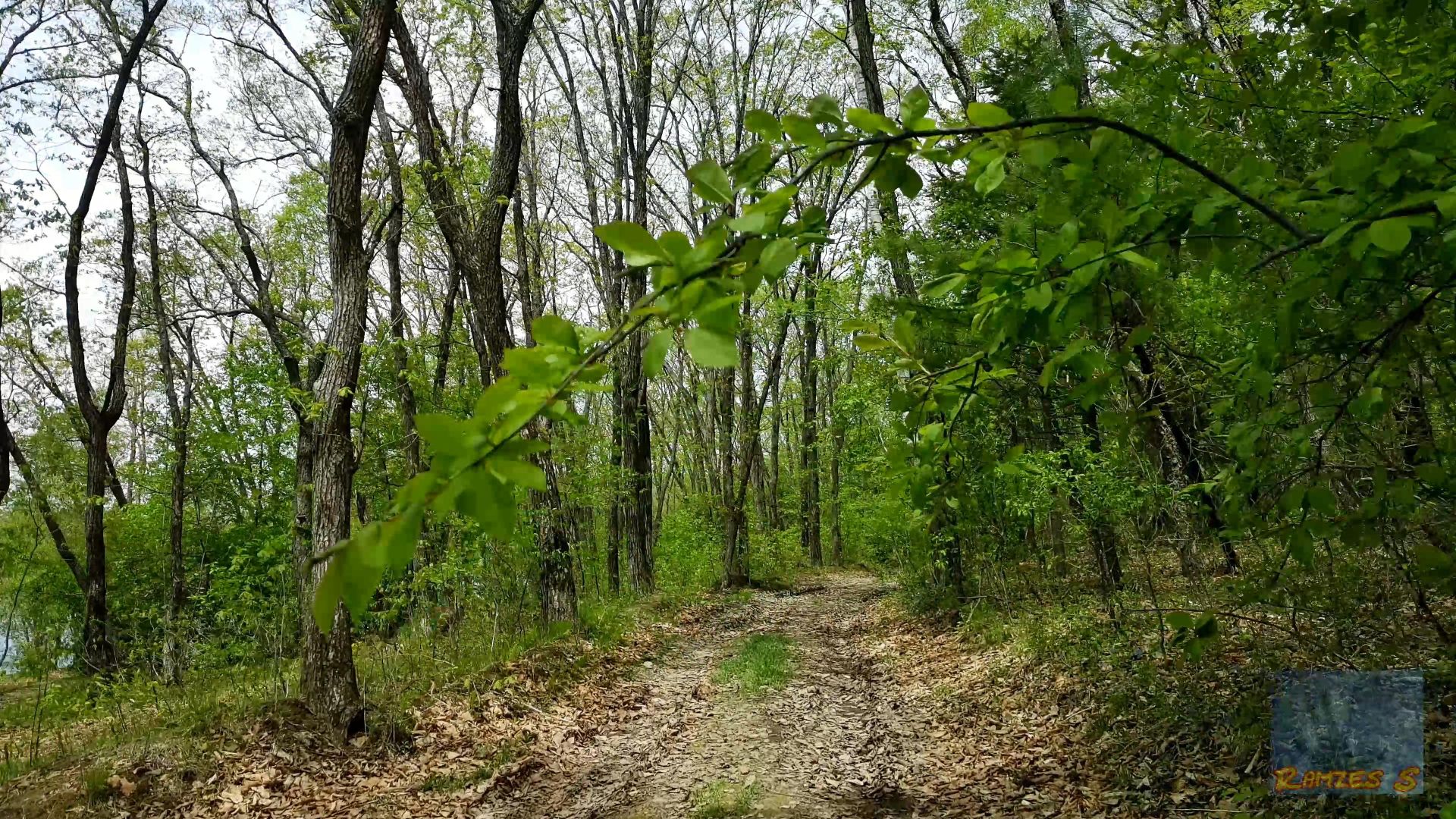 Сочная зелень.