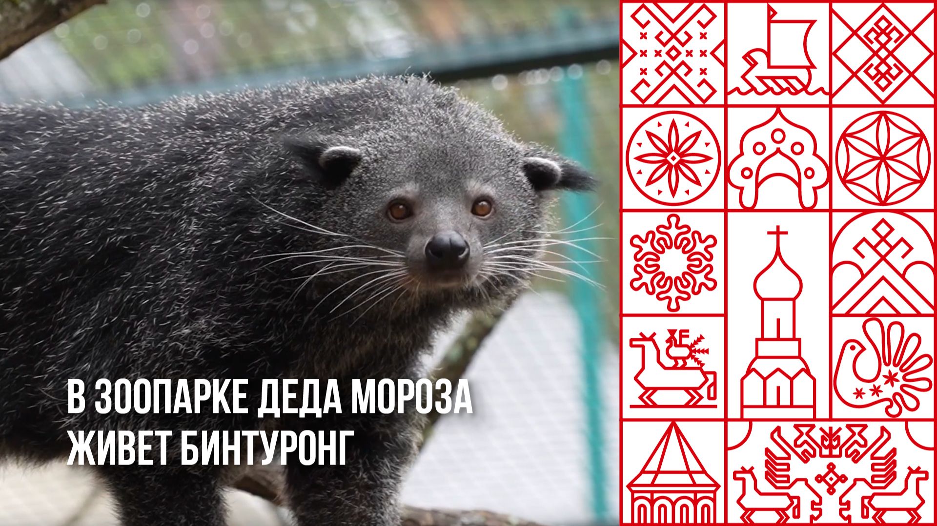 Кто такой бинтуронг?