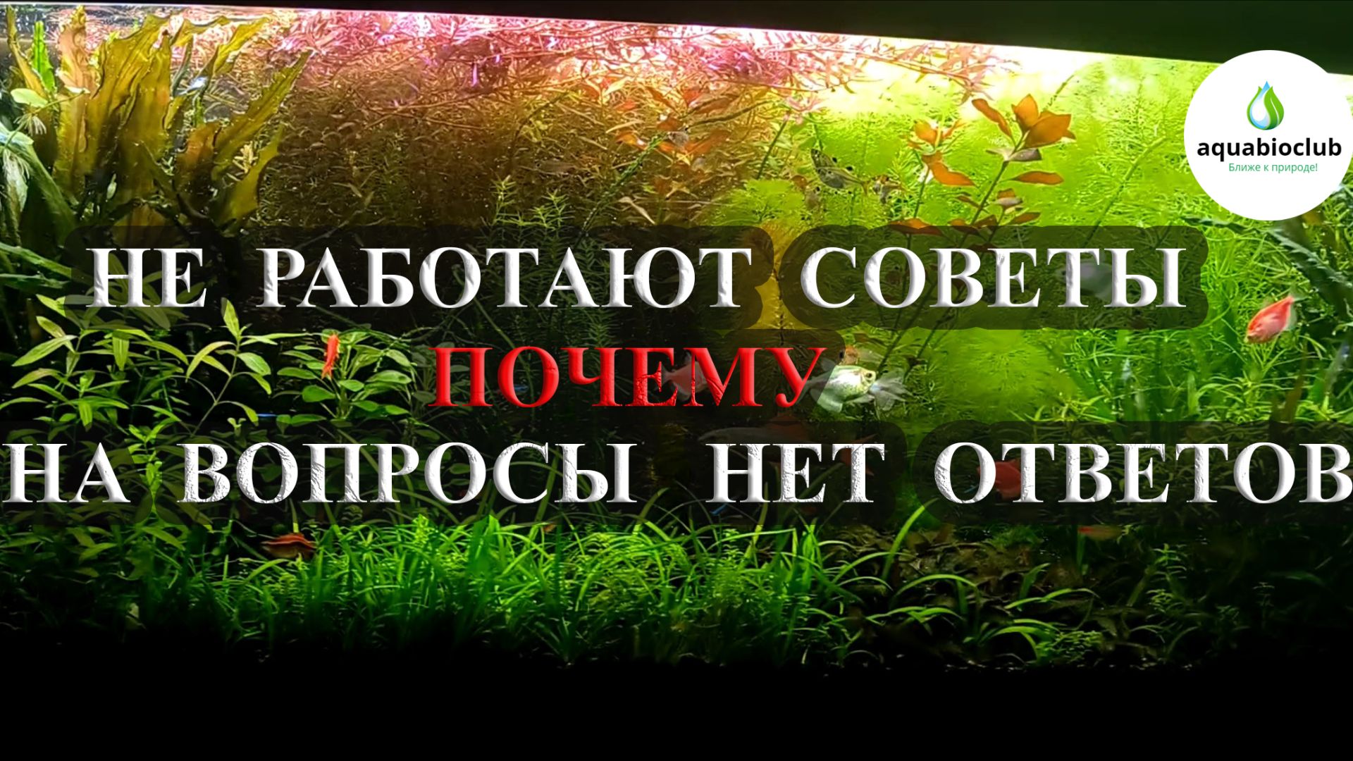 Почему не работают советы, а вопросы не имеют ответа в аквариумистике.