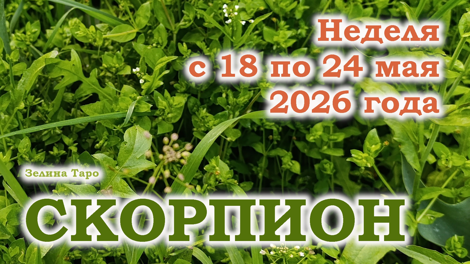 СКОРПИОН | ТАРО прогноз на неделю с 18 по 24 мая 2026 года