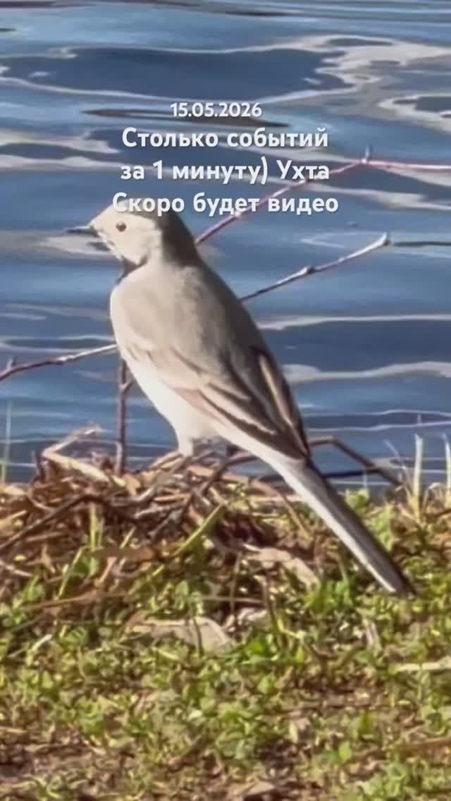 #Ухта …столько событий за 1 минуту) …Республика Коми…15.05.2026