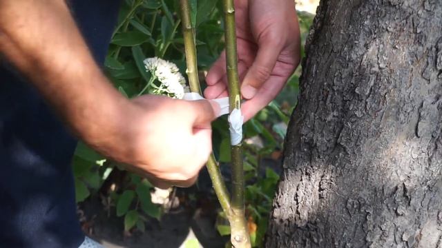 Окулировка на поросль, омоложение дерева прививкой.