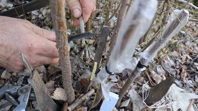 Прививка плодовых деревьев весной.