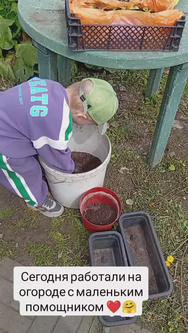 МАЛЕНЬКИЙ ПОМОЩНИК НА ОГОРОДЕ / ПЕРЕСАЖИВАЕМ ЦВЕТЫ / САД ОГОРОД