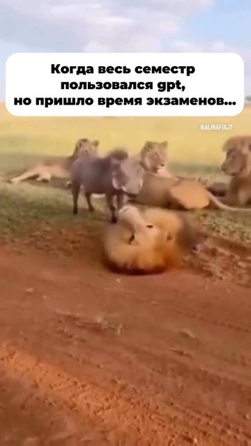 Когда весь семестр пользовался GPT