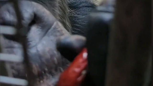 Шимпанзе  ухаживает за человеком | ASMR для сна #sleepsounds  #monkeygrooming