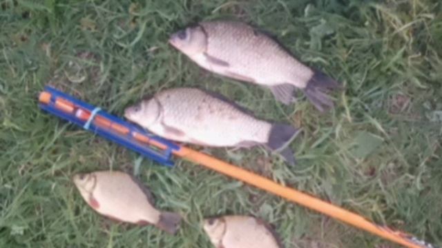 Сегодня вечерком после работы порыбачил на Поплавок🎣 Прикормка Стерля (Чеснок). Наживка опарыш.