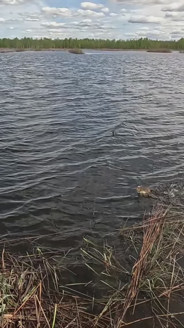 Подсак нужен а то сойдет