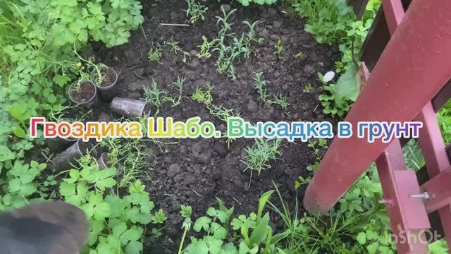 Гвоздика Шабо. Высадка в грунт. Голубика цветет