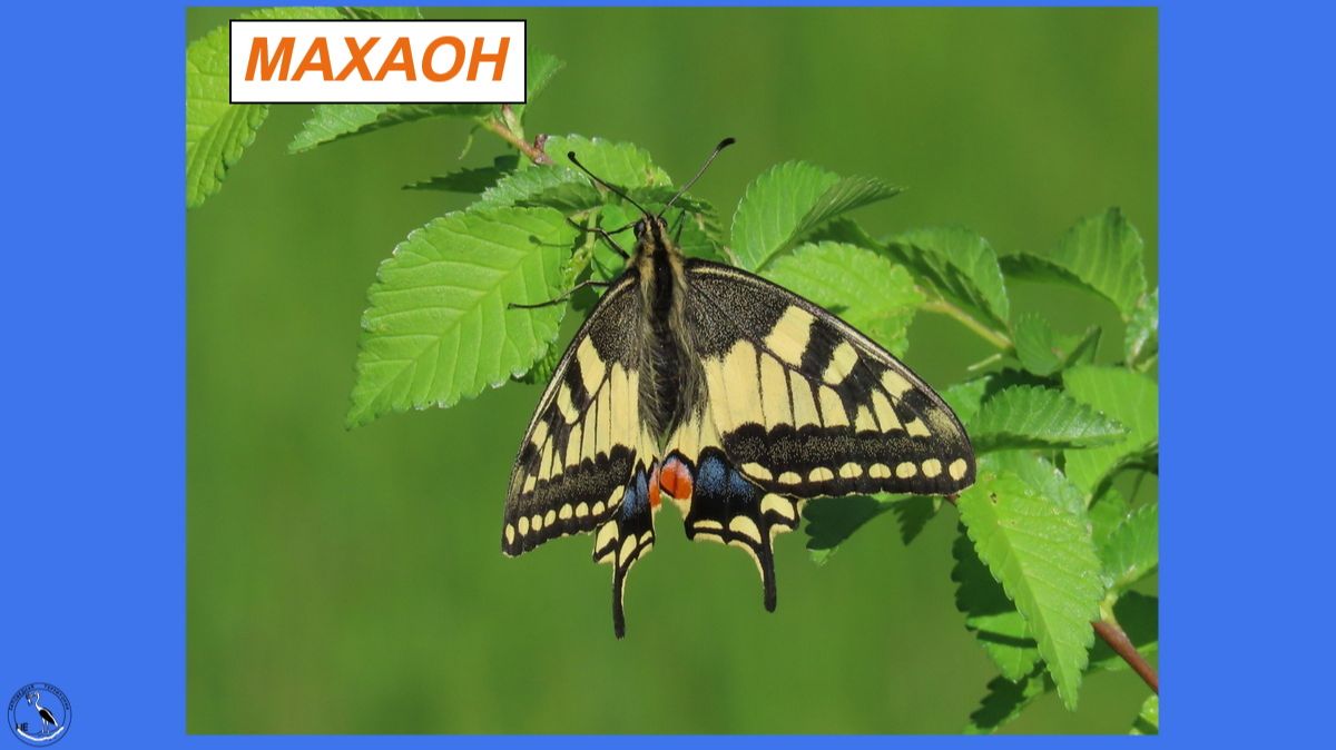 Махаон - великолепный парусник, который можно встретить на морковной грядке