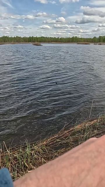 За двумя карасями погонишься..