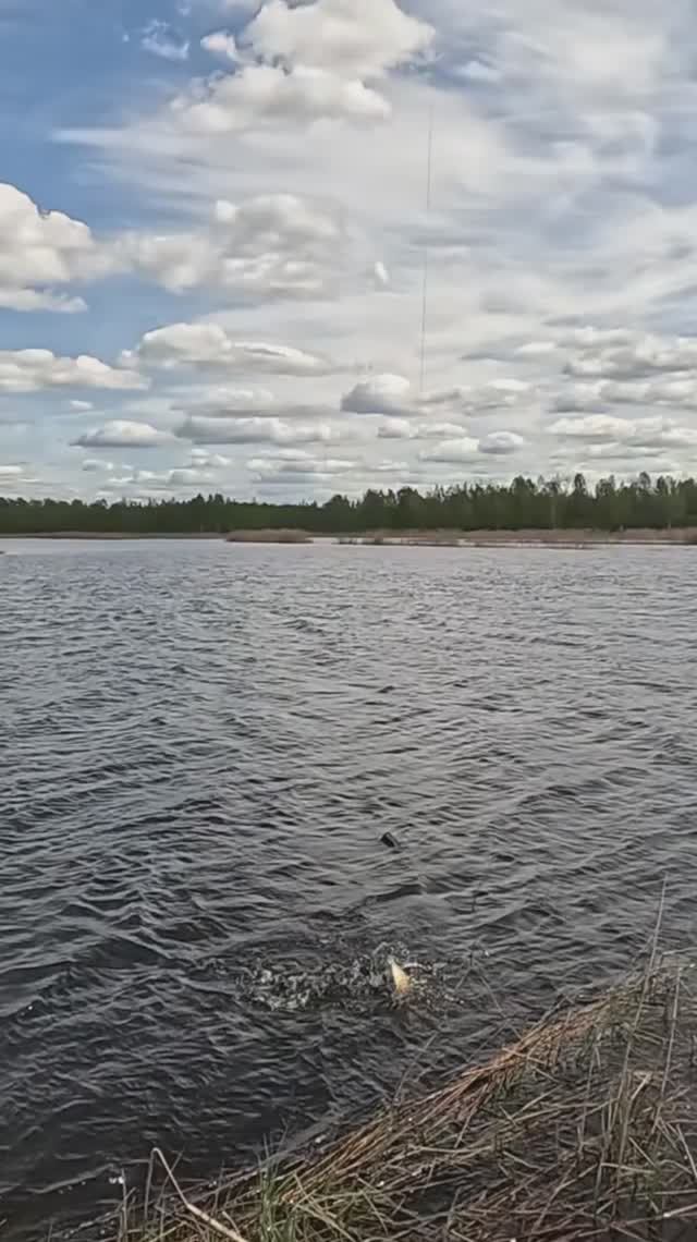 Сход хорошего карася ((