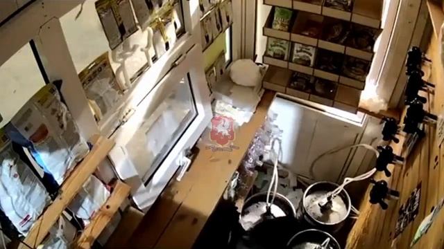 Вы только посмотрите, с какой грациозностью этот чёрный «дельфин» ныряет в море пива!