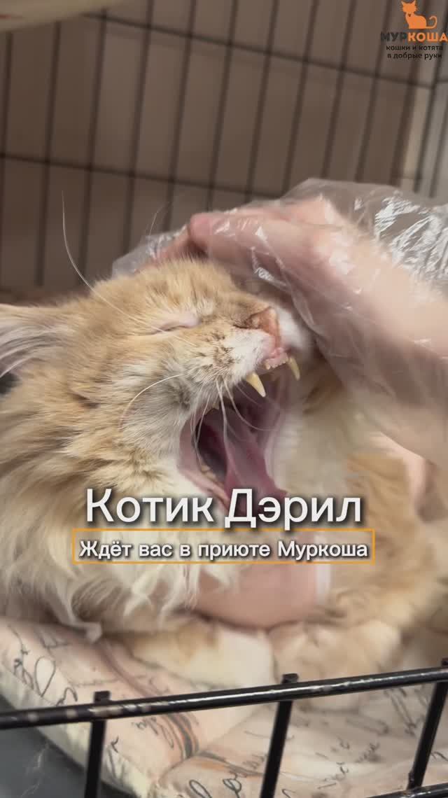 Дэрил ждёт вас в приюте #Муркоша