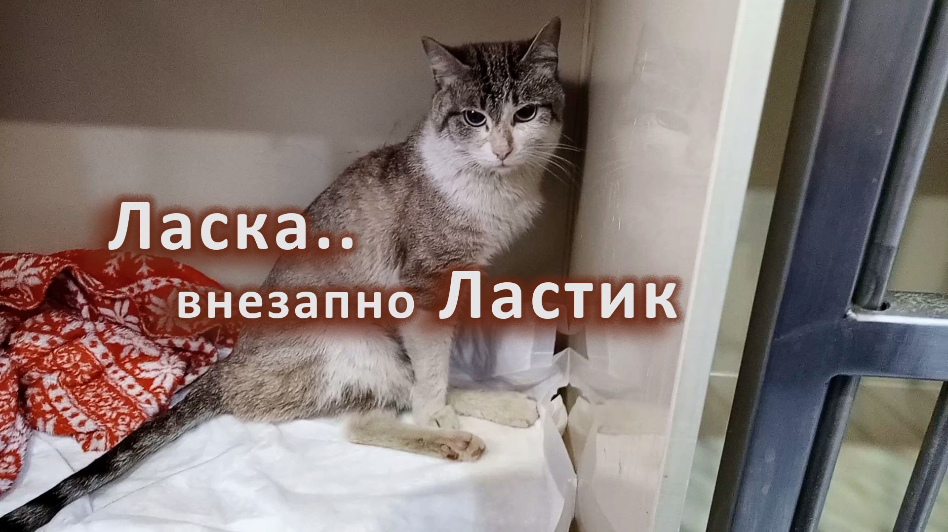 Кошка.. внезапно.. не кошка