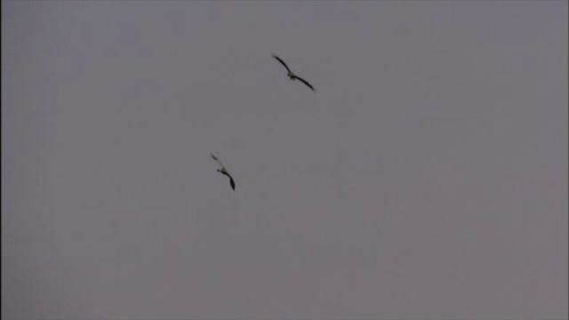 Кадры дня 11 мая 2026 / Ижора. Межстоличье.