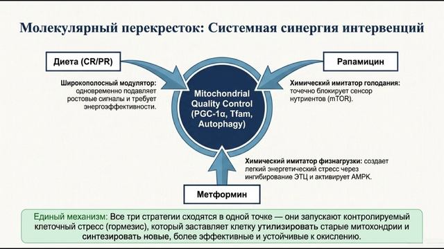 Митохондрии программируют нашу биологическую судьбу: Рапамицин и Метформин как миметики долголетия?