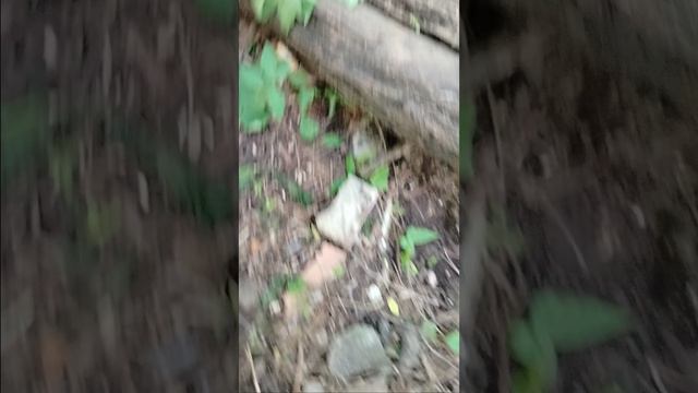 Майская охота, часть1!!!!!