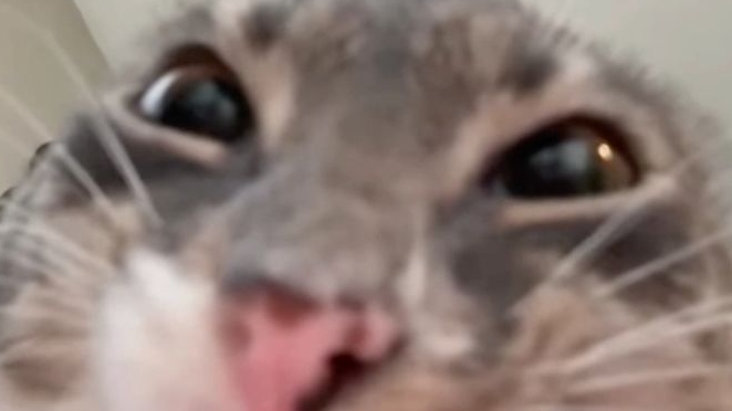 Смешные коты