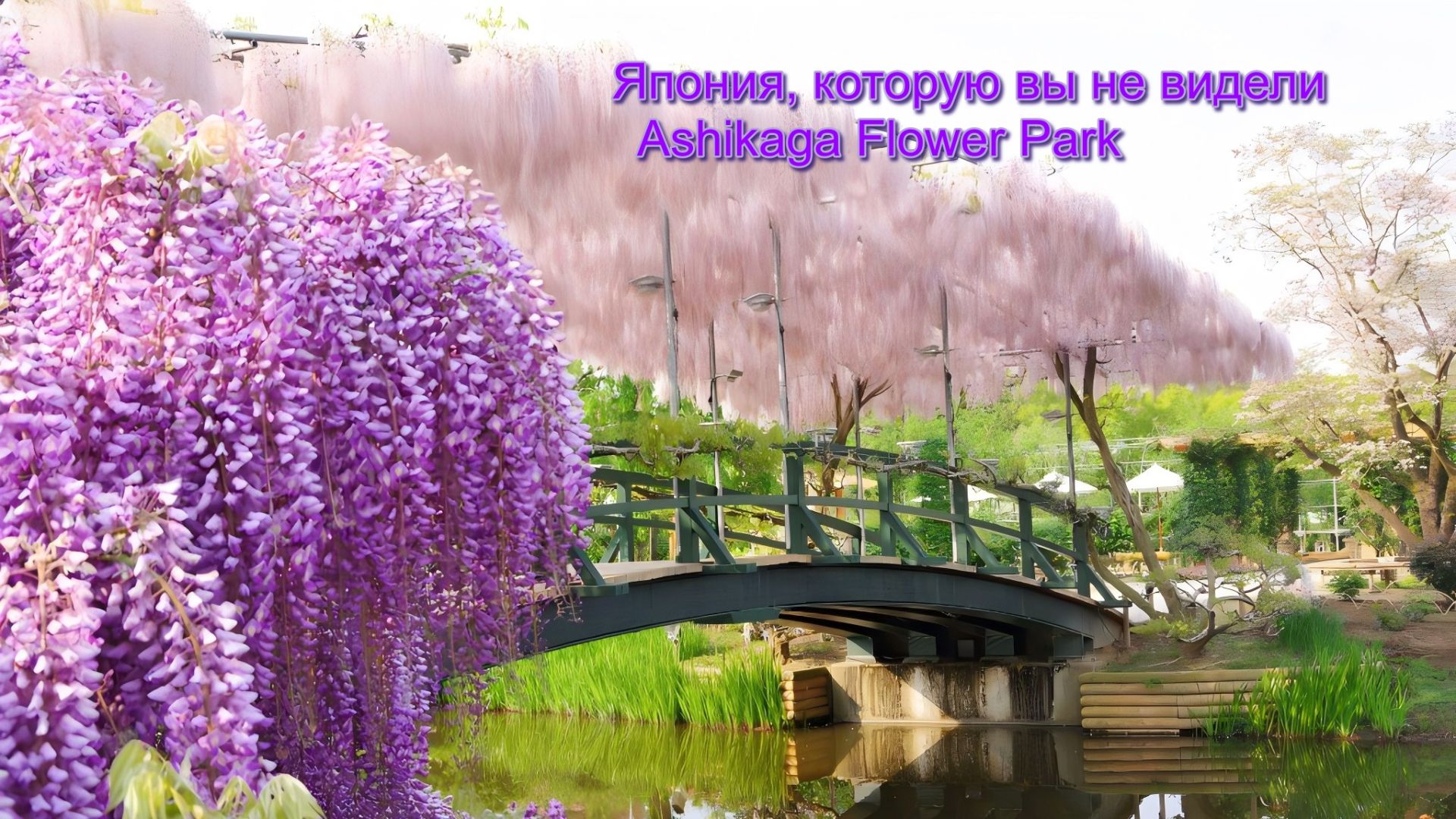 Япония, которую вы не видели  *    Ashikaga Flower Park