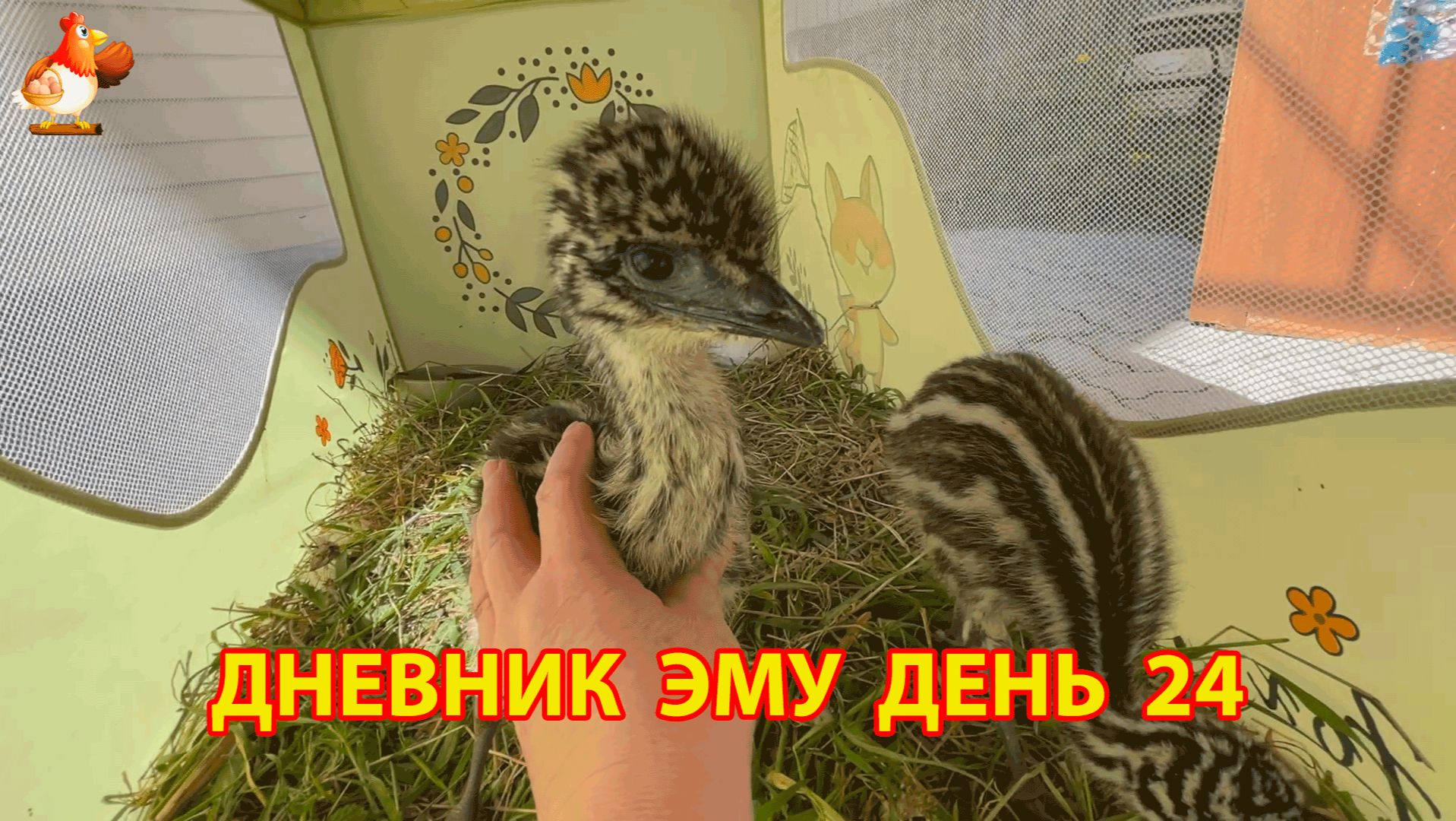 Дневник страусят Эму день 24 На солнышко! 🌞