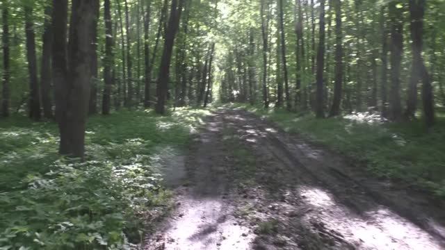 День рождения начинается прогулкой по лесу.