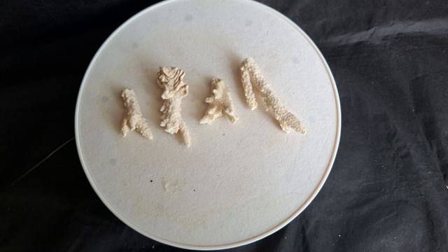 Коралл мелкий