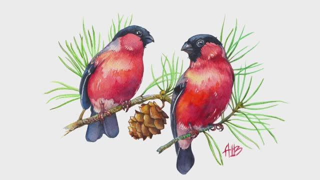 КАК НАРИСОВАТЬ РЕАЛИСТИЧНЫХ ПТИЦ 🎨 Акварельный снегирь. Мастер-класс по рисованию для начинающих