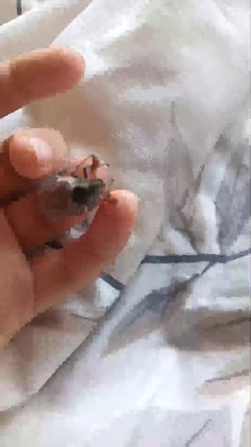трансляция майского жука без звука!