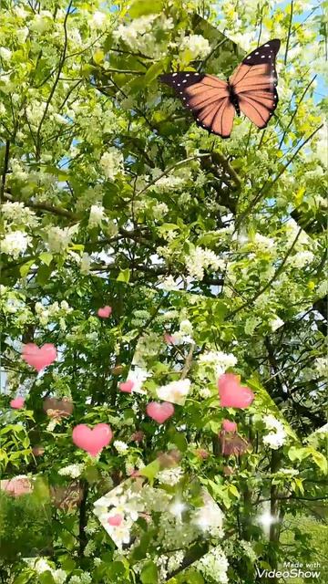 🌸 НАРЦИССЫ, ЧЕРЁМУХА 🌸 16 МАЯ 2026 г.🌸