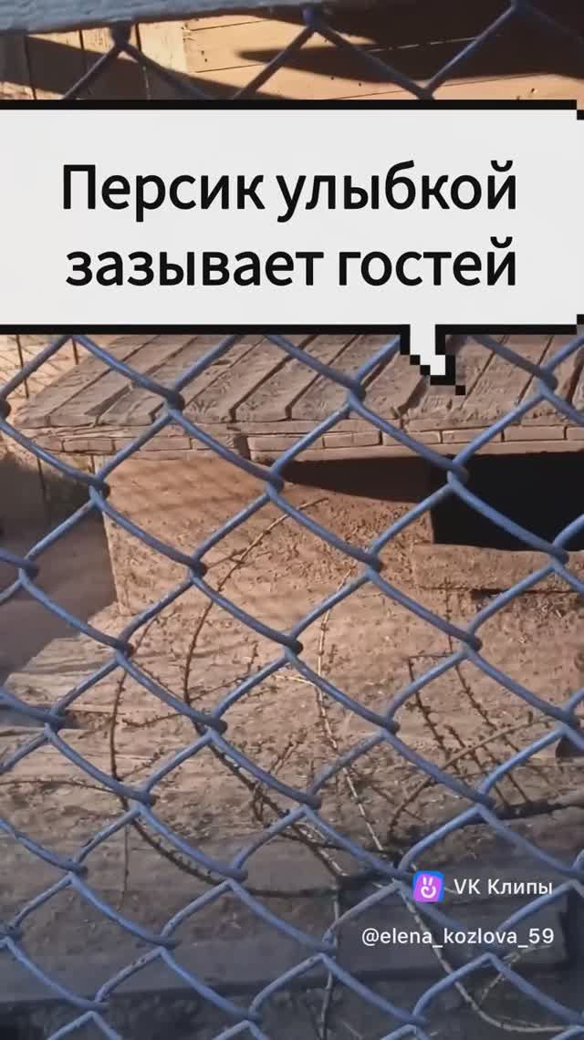Персик и Чача, майские моменты