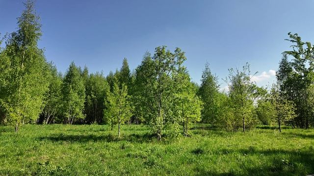 АСМР Звуки городского парка Park ASMR